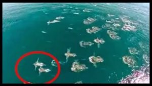 Sirenele sunt umanoizi misterioşi şi foarte avansaţi? Iată câteva ...