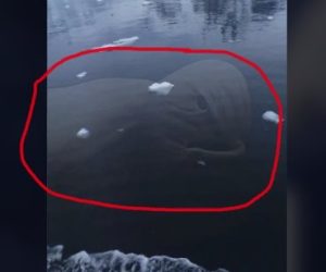 Un monstru marin straniu a fost surprins de Google Earth în oceanul din ...