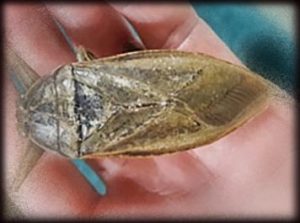 Minune naturală sau aşa-zisă "invazie extraterestră"? Oamenii de ...