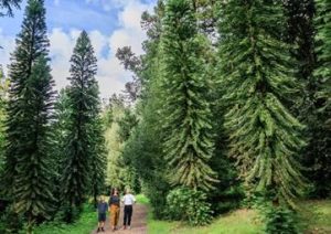 Un copac care datează din epoca dinozaurilor ("pinul Wollemi" - 90 de ...